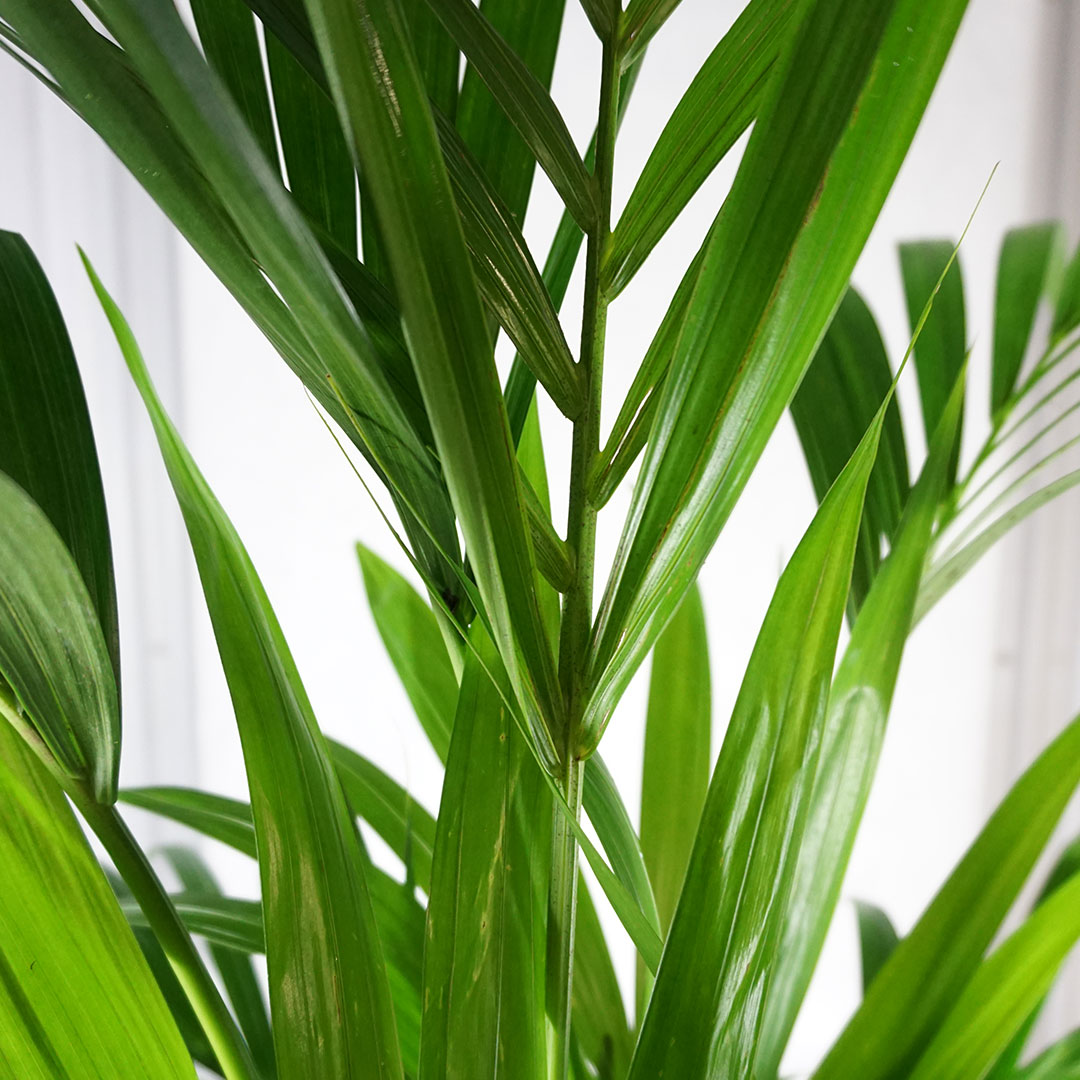 Kentia Howea Forsteriana, eleganza tropicale: Caratteristiche e Cura ...