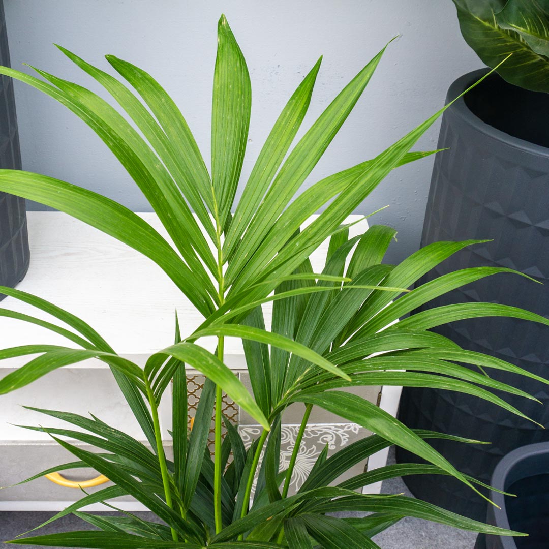 Kentia Howea Forsteriana, eleganza tropicale: Caratteristiche e Cura ...