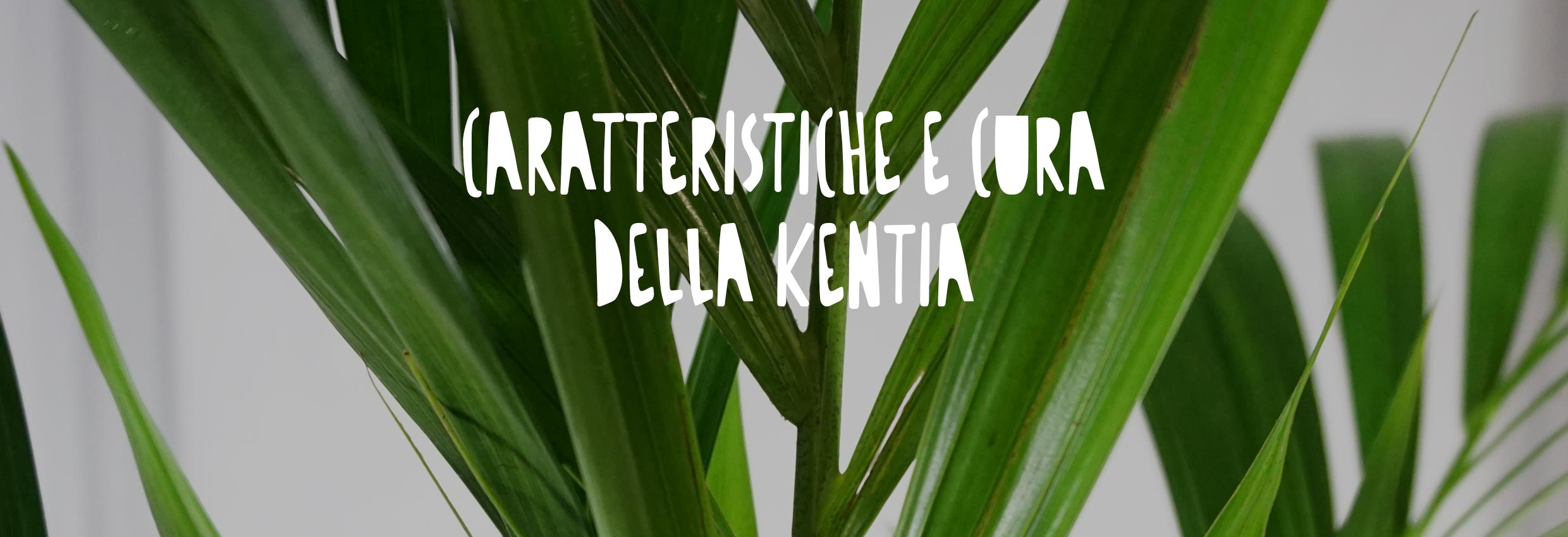 Kentia Howea Forsteriana, eleganza tropicale: Caratteristiche e Cura ...