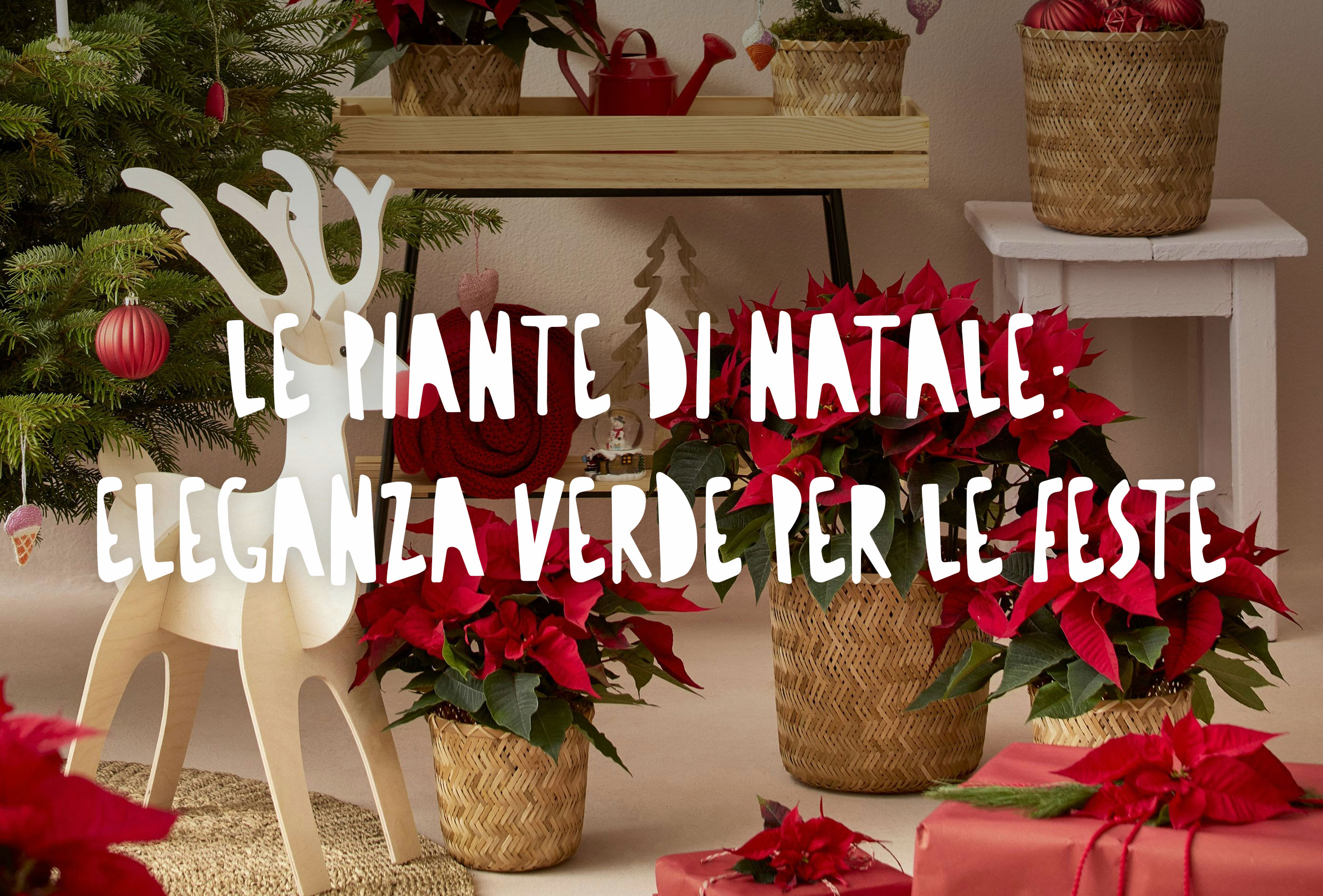 Piante di Natale: Le Migliori Idee per Decorare e Regalare nel Periodo ...