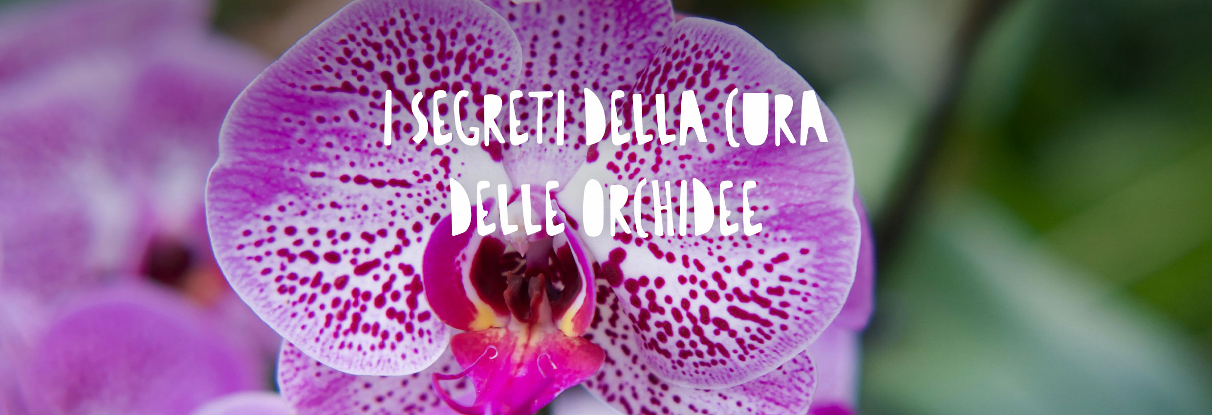 Orchidea Cura: Guida Completa per Far Fiorire le Tue Piante - Flobflower