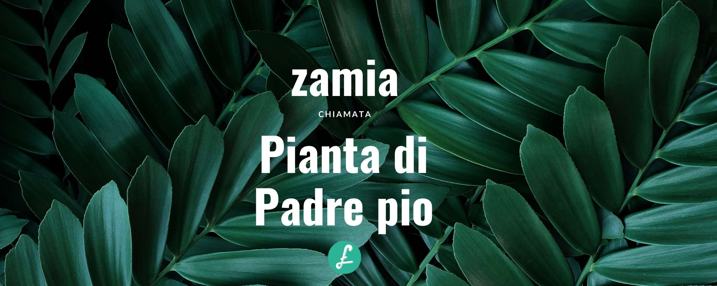 Pianta di Padre Pio: tutto sulla Zamia e le sue caratteristiche ...
