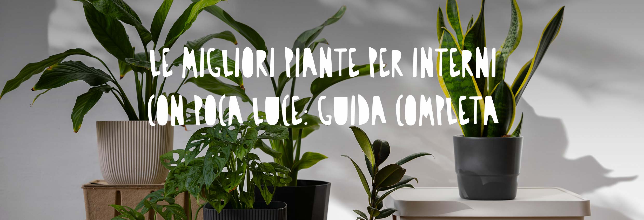 Le migliori piante per interni con poca luce: la guida completa ...