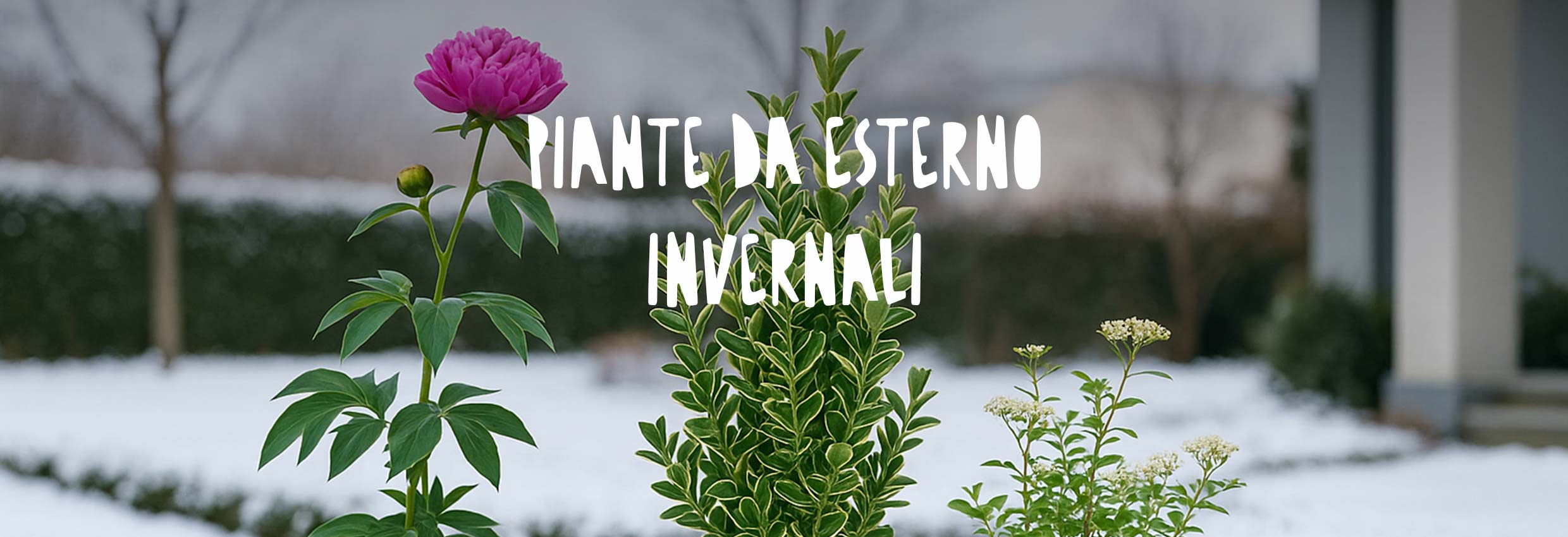 Piante da esterno invernali – Sempreverdi e fiorite - Flobflower