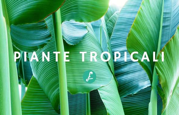 Piante tropicali: quali sono, da dove vengono e curiosità - Flobflower