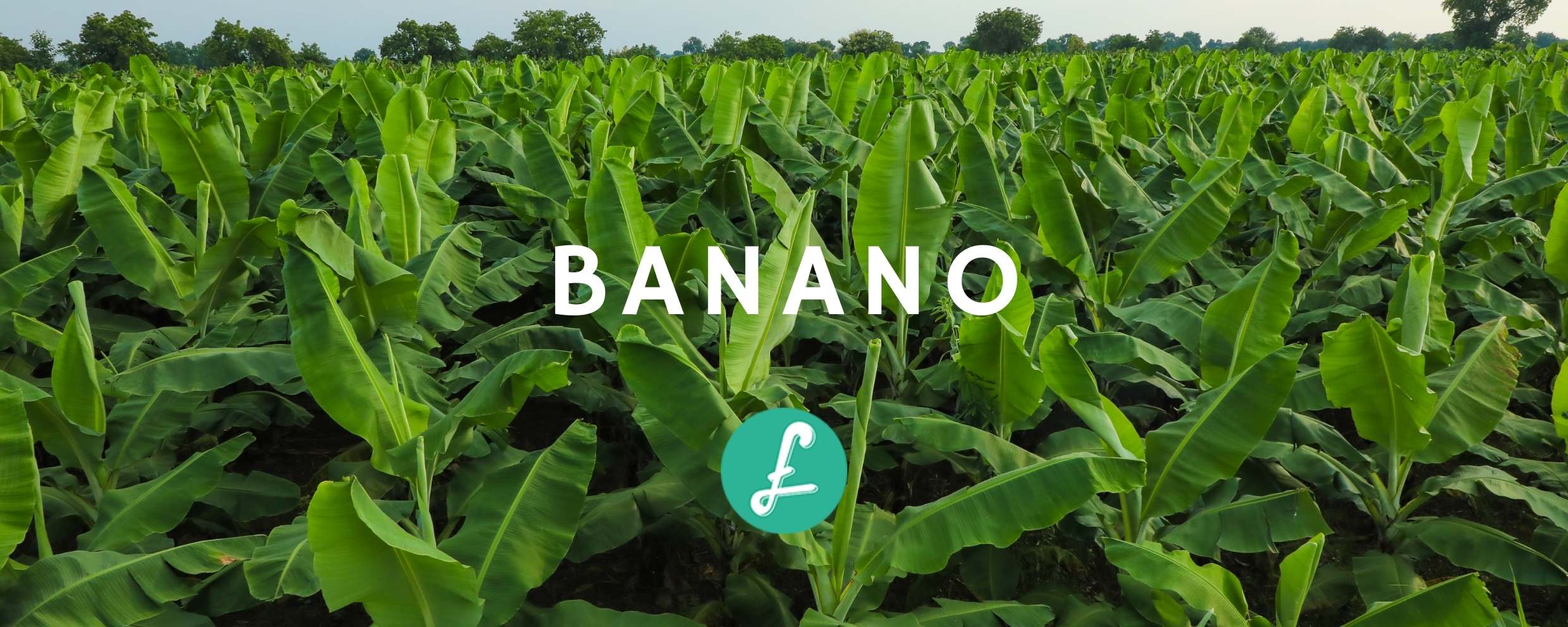 Piante tropicali: quali sono, da dove vengono e curiosità - Flobflower