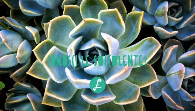 Le succulente: origini, caratteristiche e curiosità delle piante grasse ...