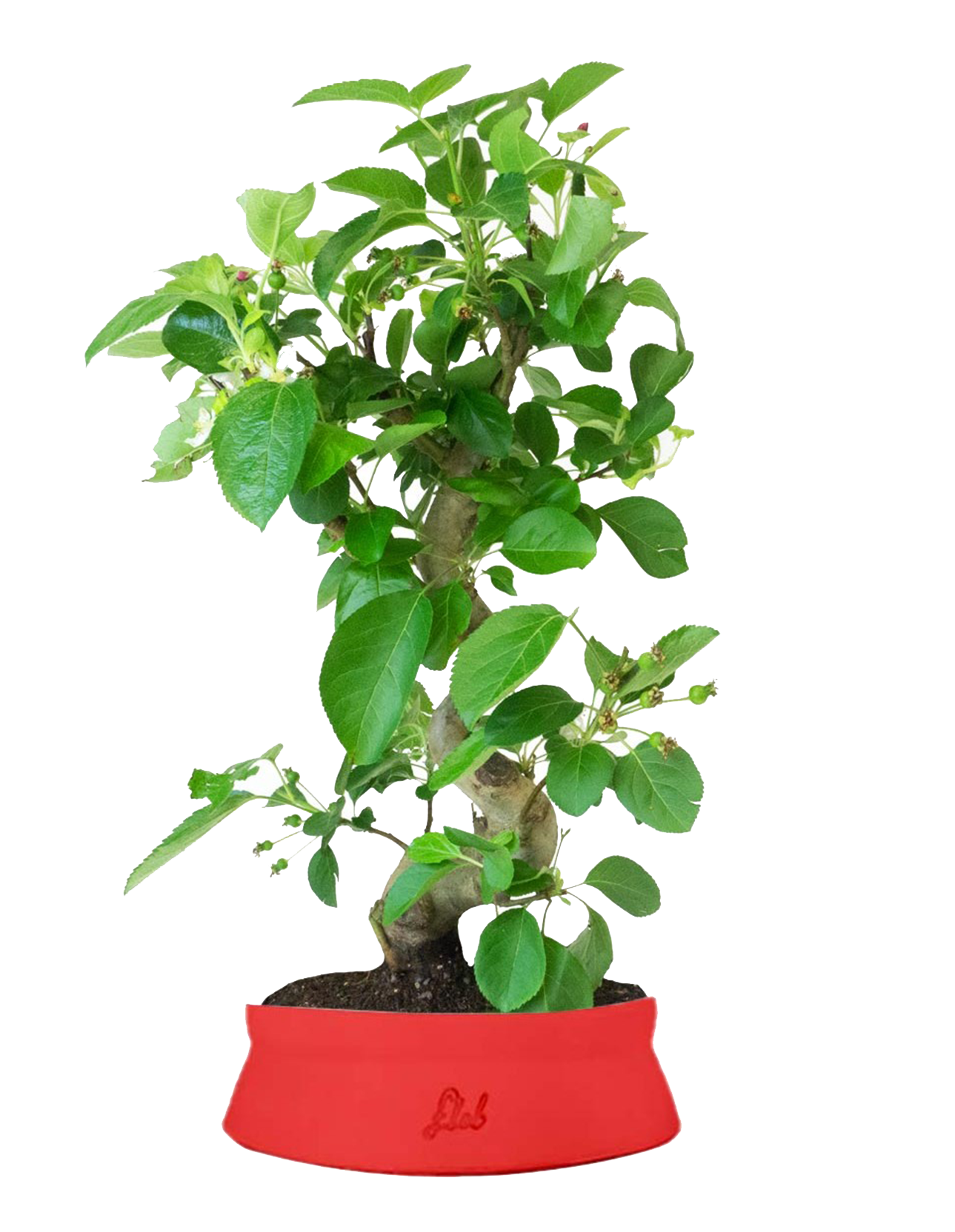 Melo 12 anni | Bonsai da frutto in vendita online! Colore Bianco Space