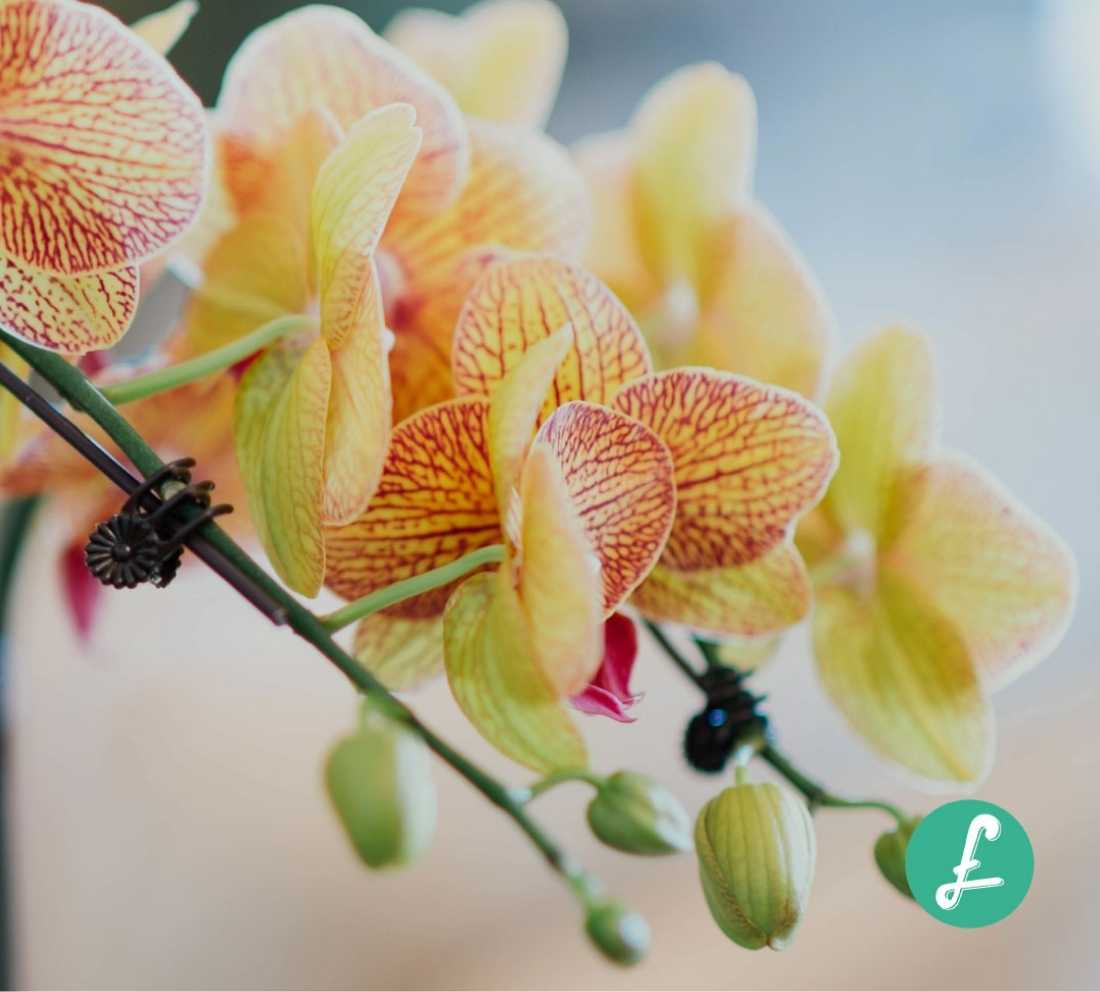 Orchidee: Tutto quello che bisogna sapere per come farle rifiorire ...